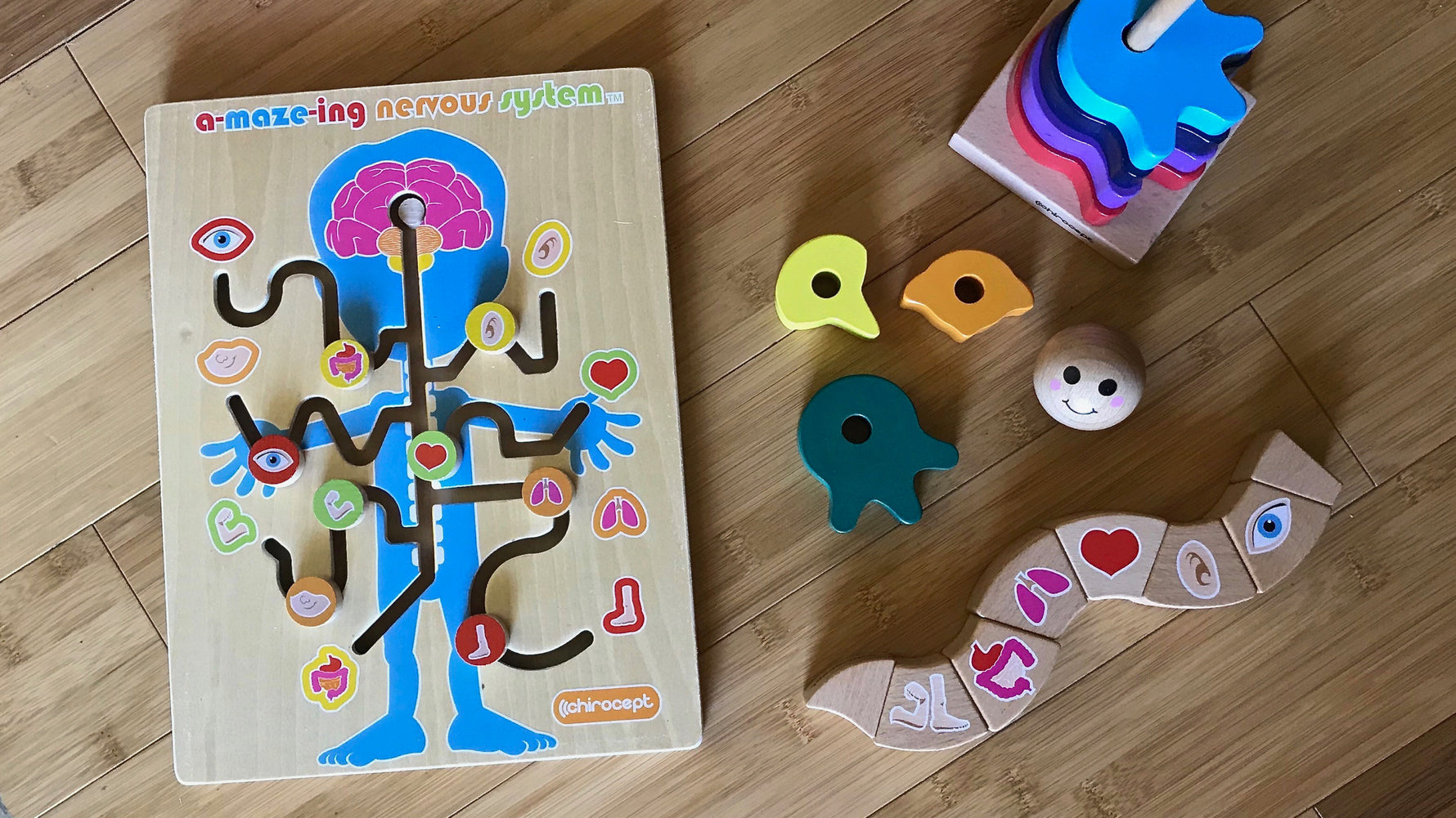 Chirocept: Leading Pediatric Chiropractic Tables & Educational Toys ...